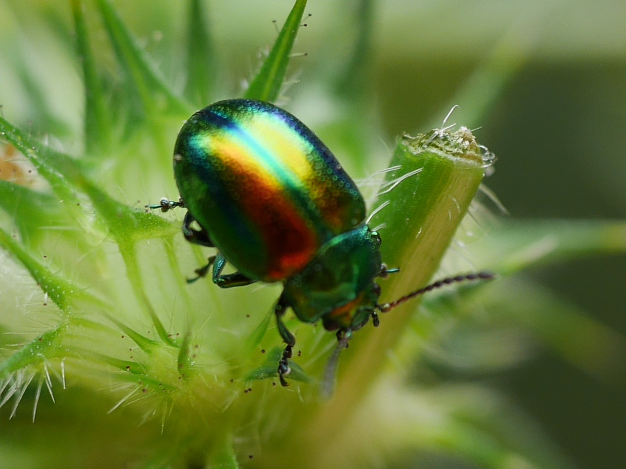 Réf. 308358 — INSECTA > Coleoptera > Chrysomelidae > Chrysolina (Fastuolina) fastuosa - www ...